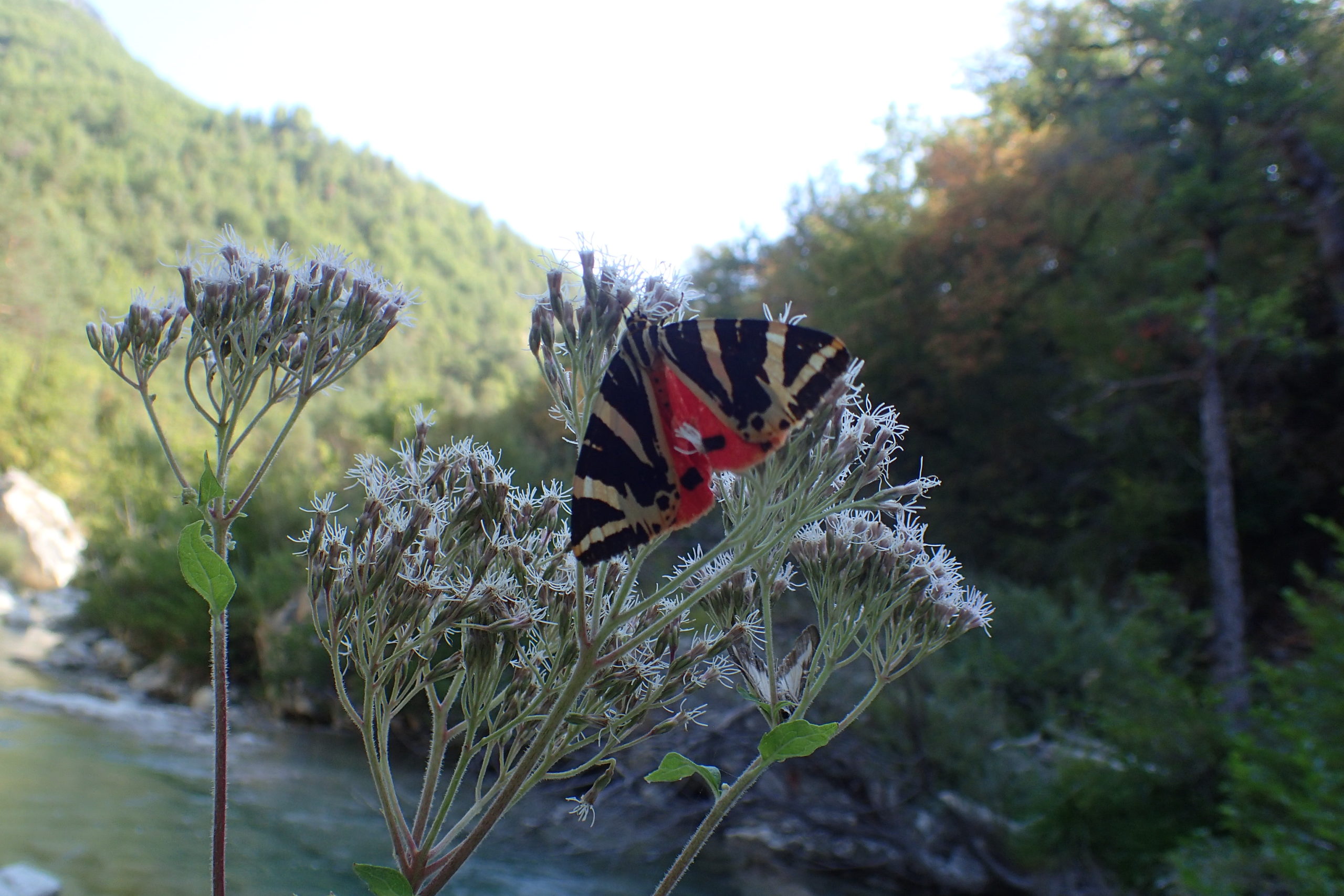 Réunion entomologie – ANNAM